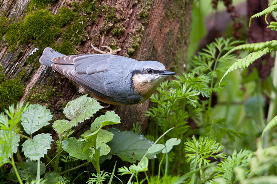 boomklever – IN VOGELVLUCHT